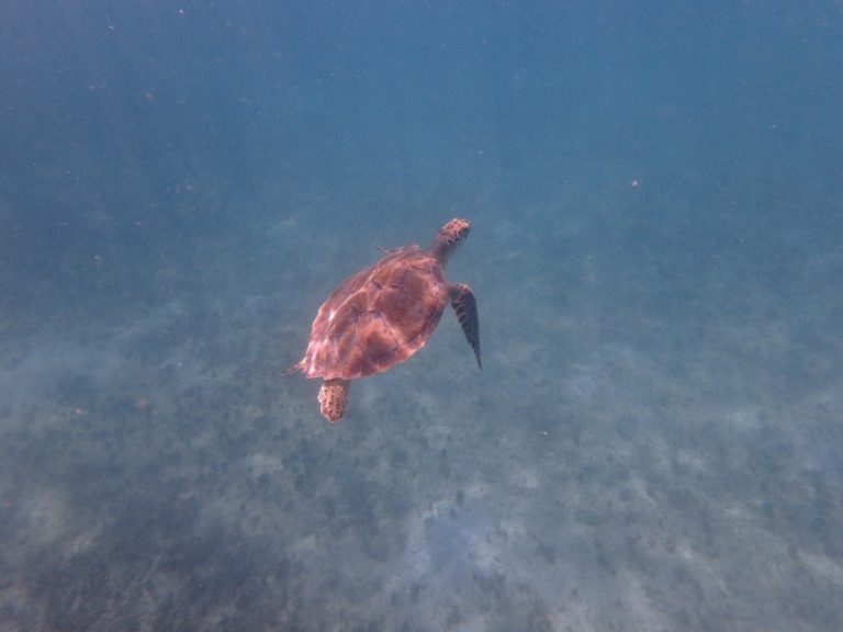 Sea Turtle Snorkeling Heaven in St. Thomas - My View from the Middle Seat