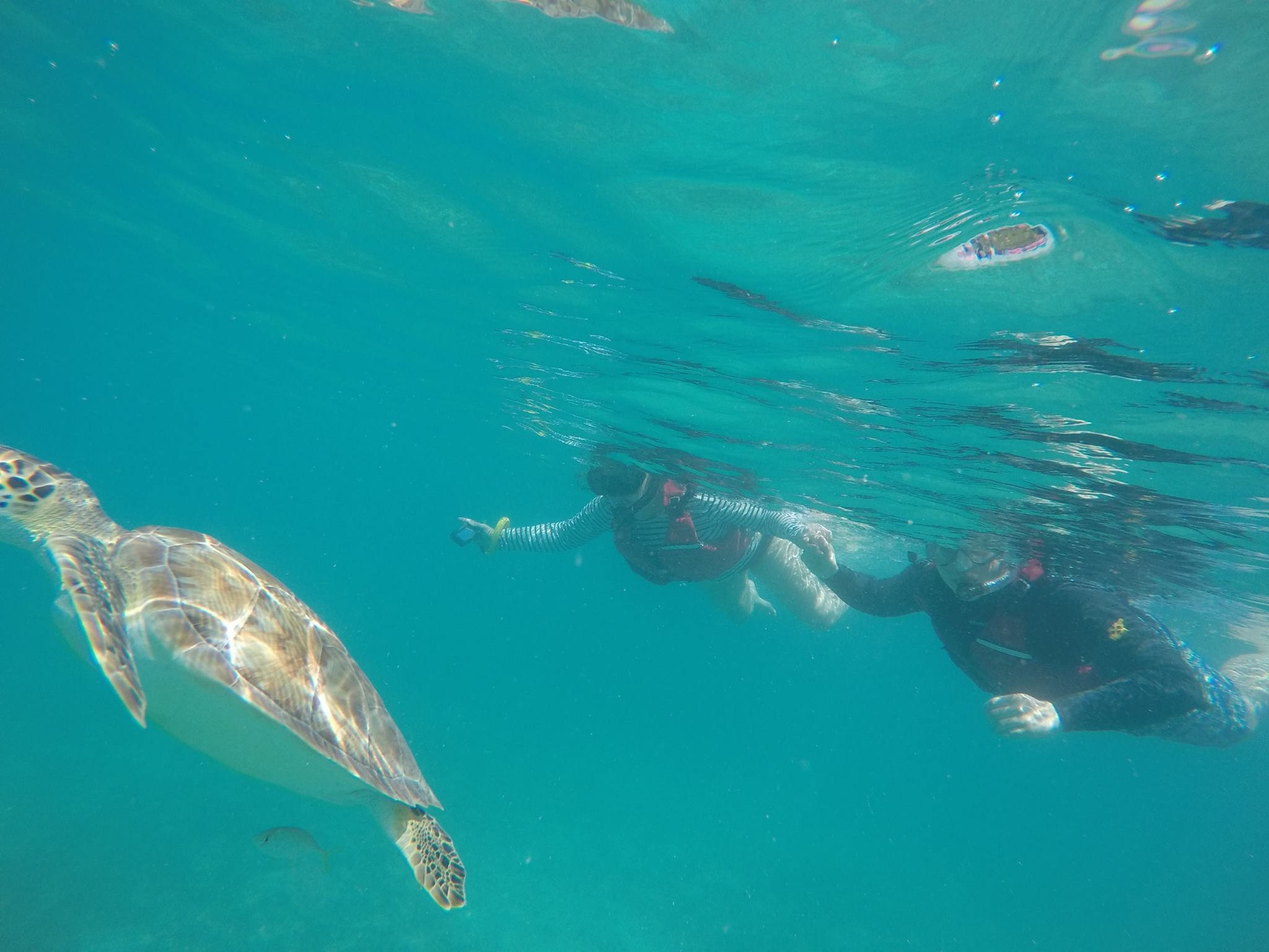 Sea Turtle Snorkeling Heaven in St. Thomas - My View from the Middle Seat